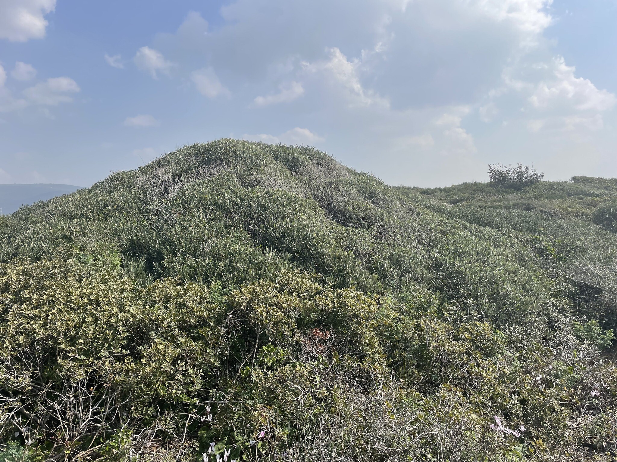 Experts unite to protect what could be the last wild olive trees in ...