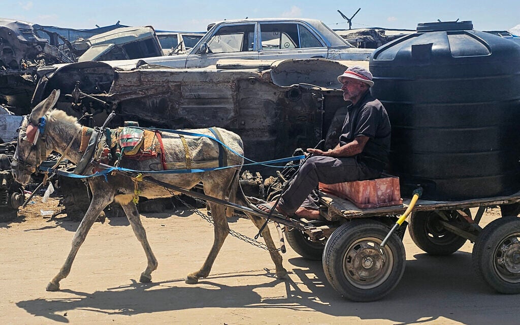 In Gaza, a home for orphans steps up to save starving animals from ...