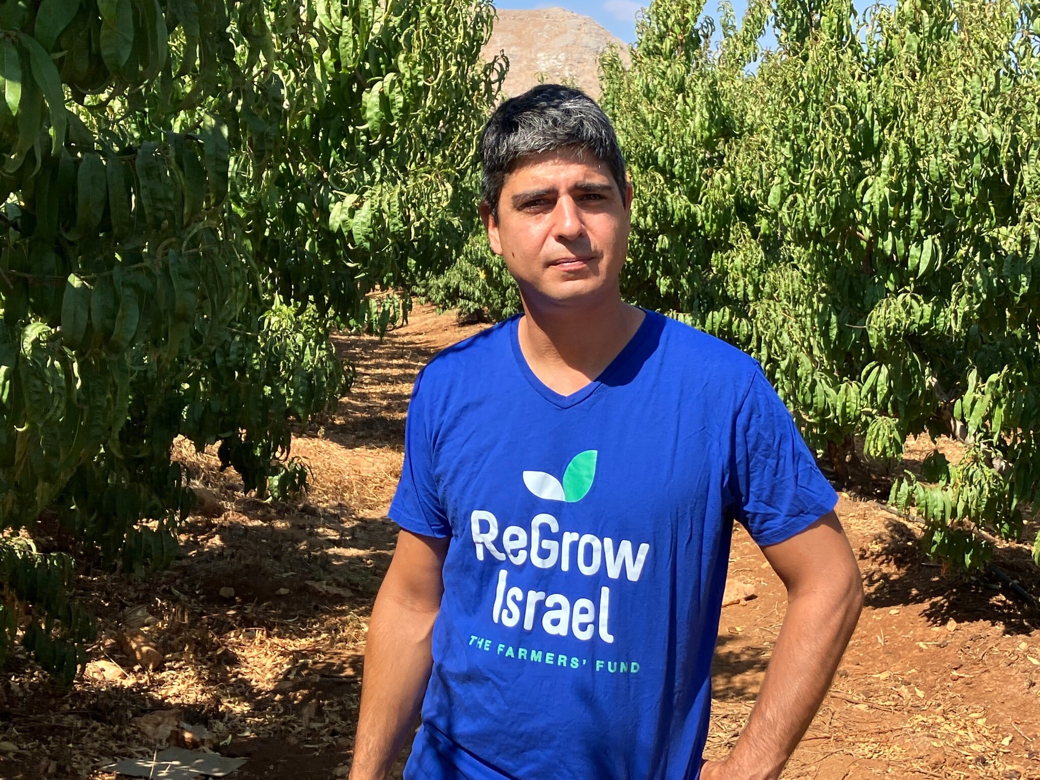In war-ravaged northern Israel, farmers replant apple trees hoping for ...