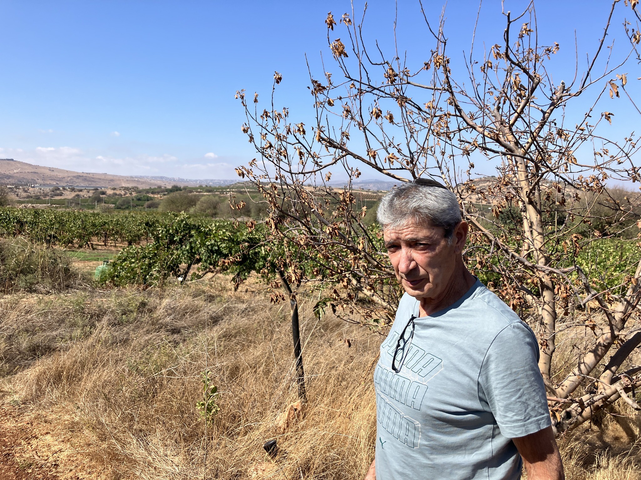 In war-ravaged northern Israel, farmers replant apple trees hoping for ...