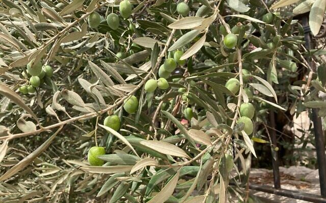 Ancient Levant farmers used irrigation to thrive amid millennia of ...