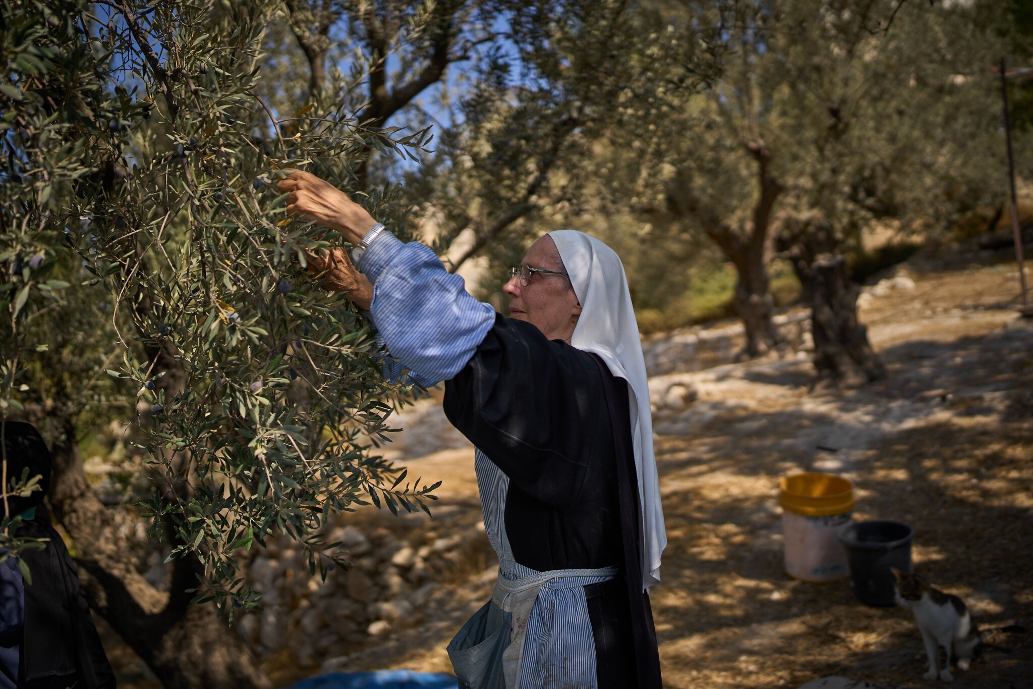 On Mount of Olives, monks and nuns harvest olives as a form of prayer ...