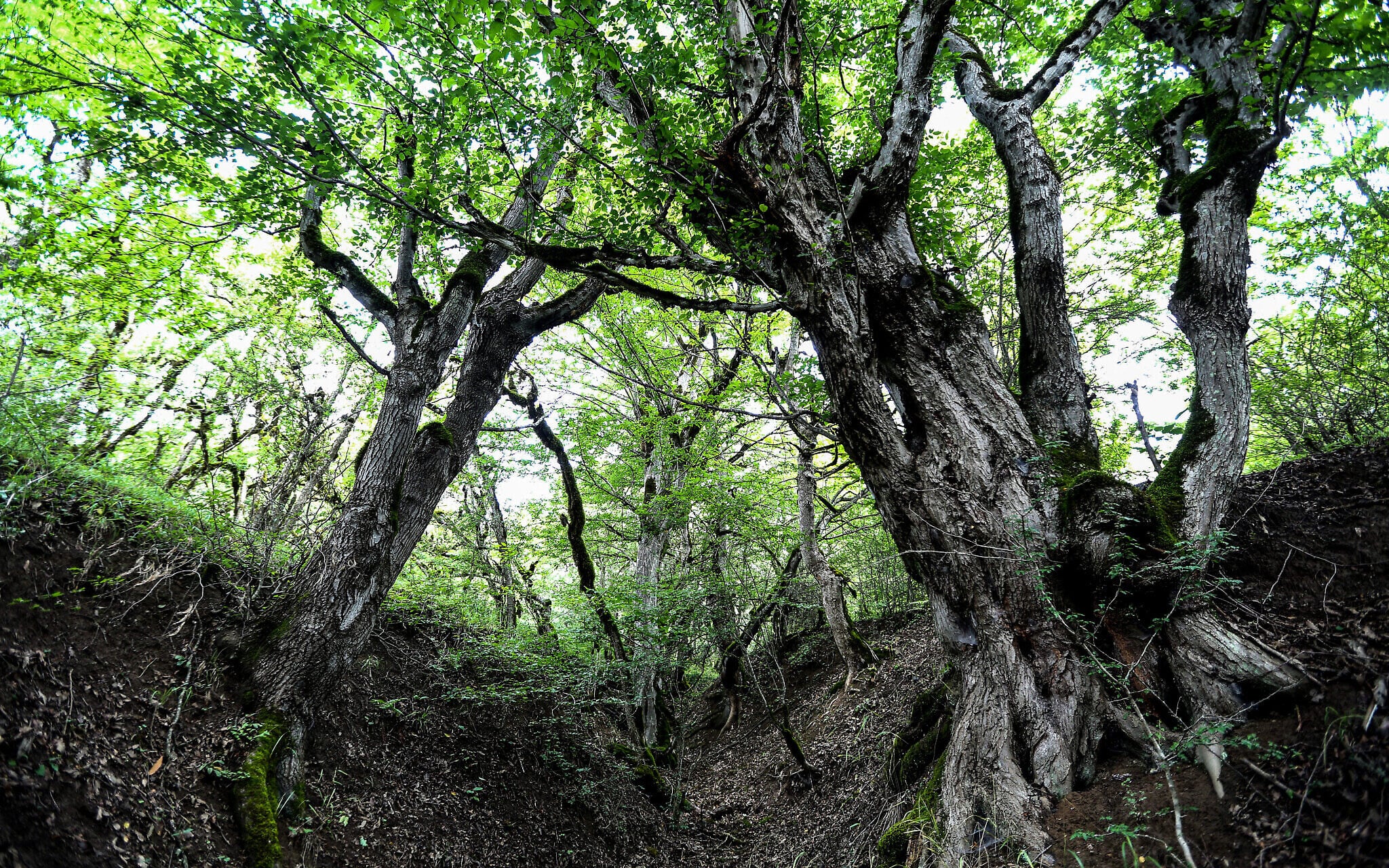 Iran seeks 'urgent assistance' to put out fire in UNESCO-listed ...