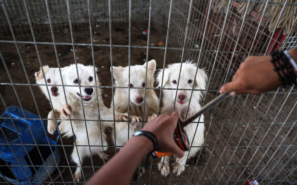 In Gaza, a home for orphans steps up to save starving animals from ...