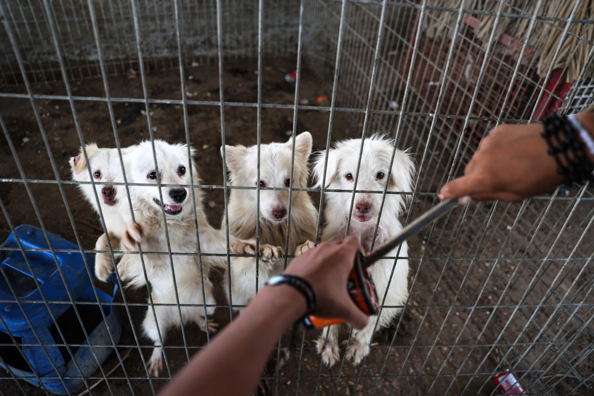 In Gaza, a home for orphans steps up to save starving animals from ...