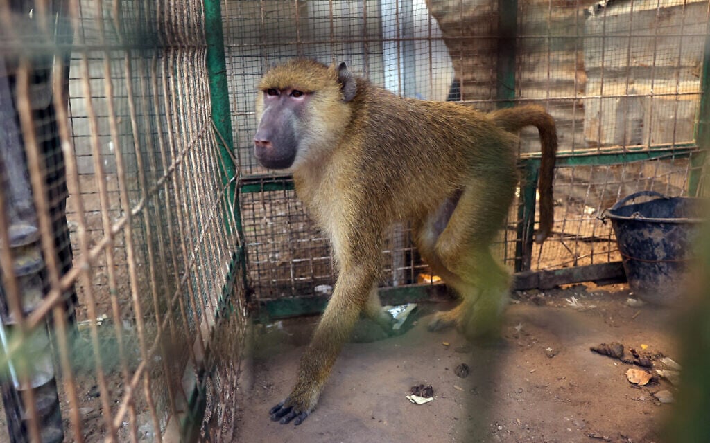In Gaza, a home for orphans steps up to save starving animals from ...