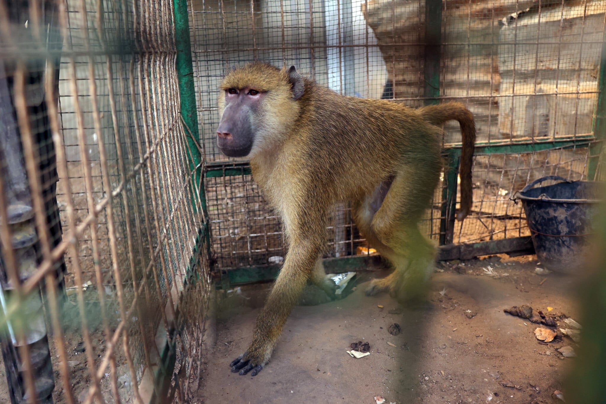 In Gaza, a home for orphans steps up to save starving animals from ...