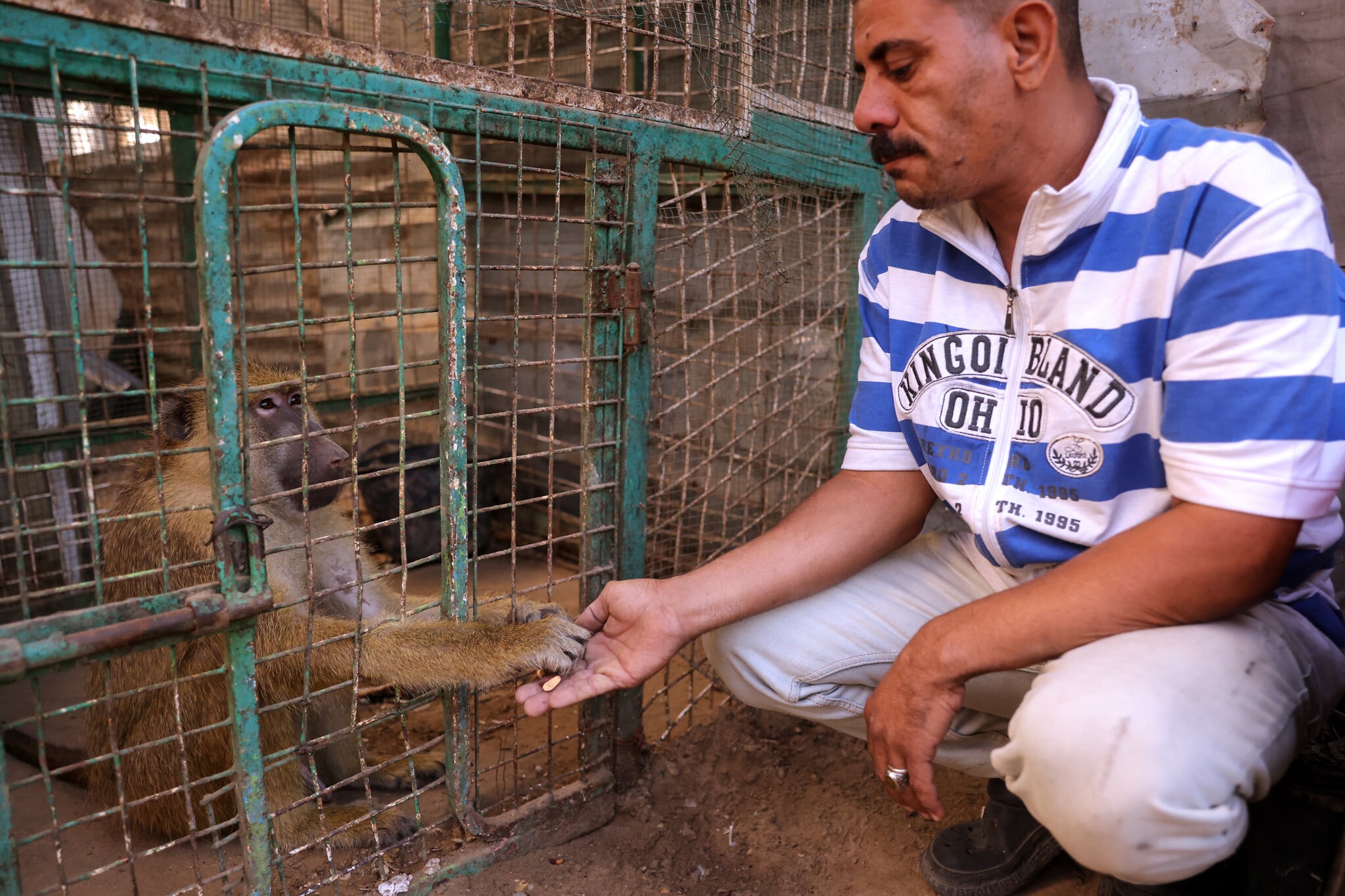 In Gaza, a home for orphans steps up to save starving animals from ...