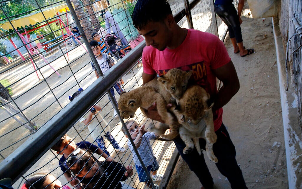 In Gaza, a home for orphans steps up to save starving animals from ...