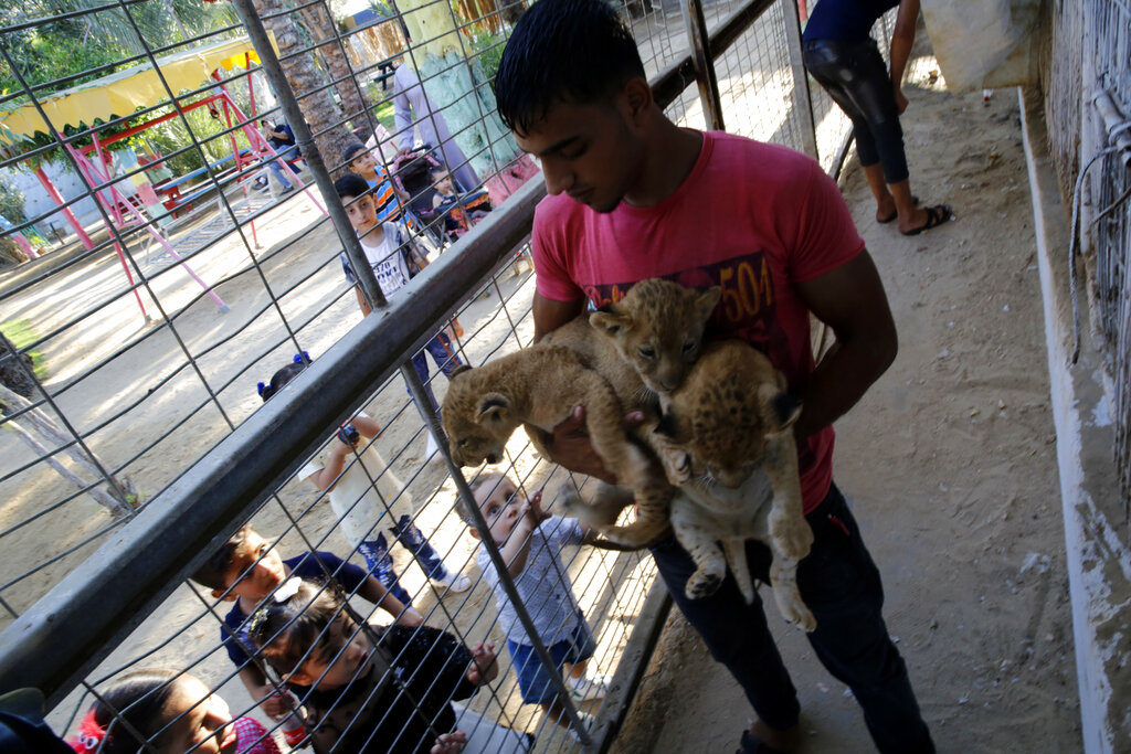 In Gaza, a home for orphans steps up to save starving animals from ...
