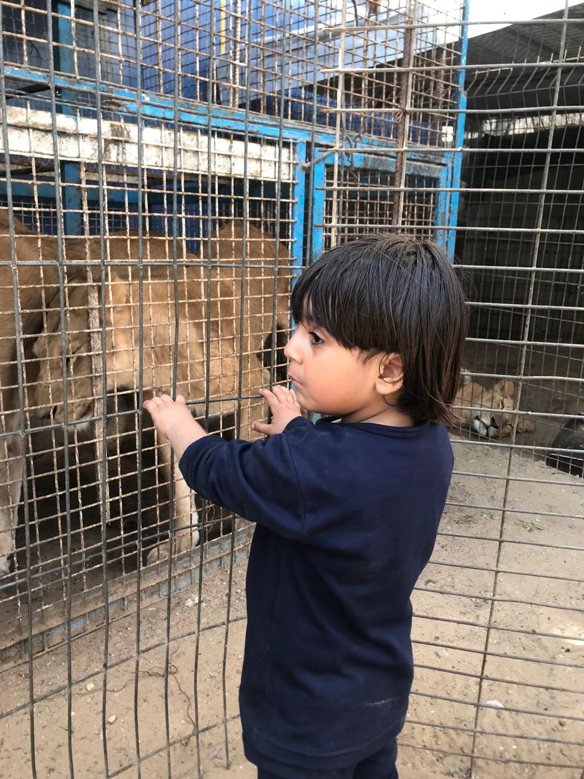 In Gaza, a home for orphans steps up to save starving animals from ...