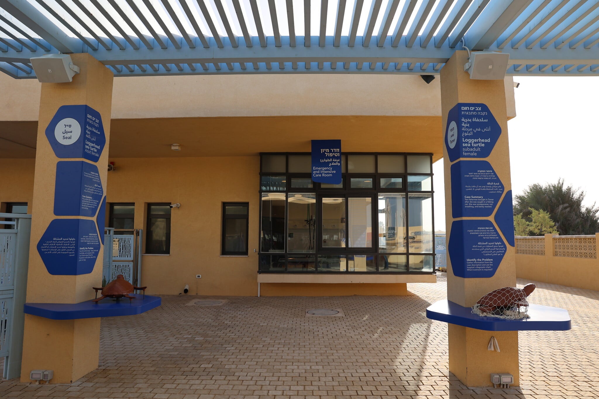 Marking a global first, Israel's new Sea Turtle Rescue Center comes out ...