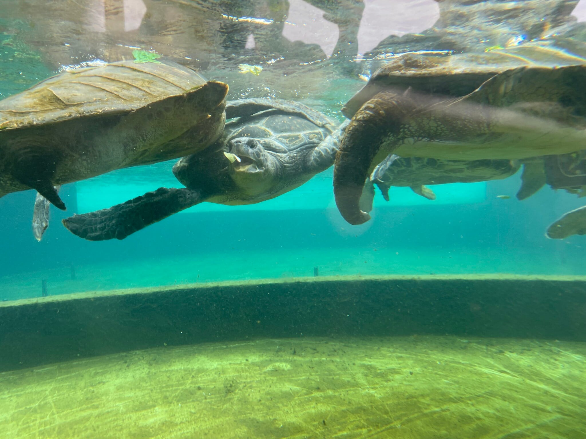 Marking a global first, Israel's new Sea Turtle Rescue Center comes out ...