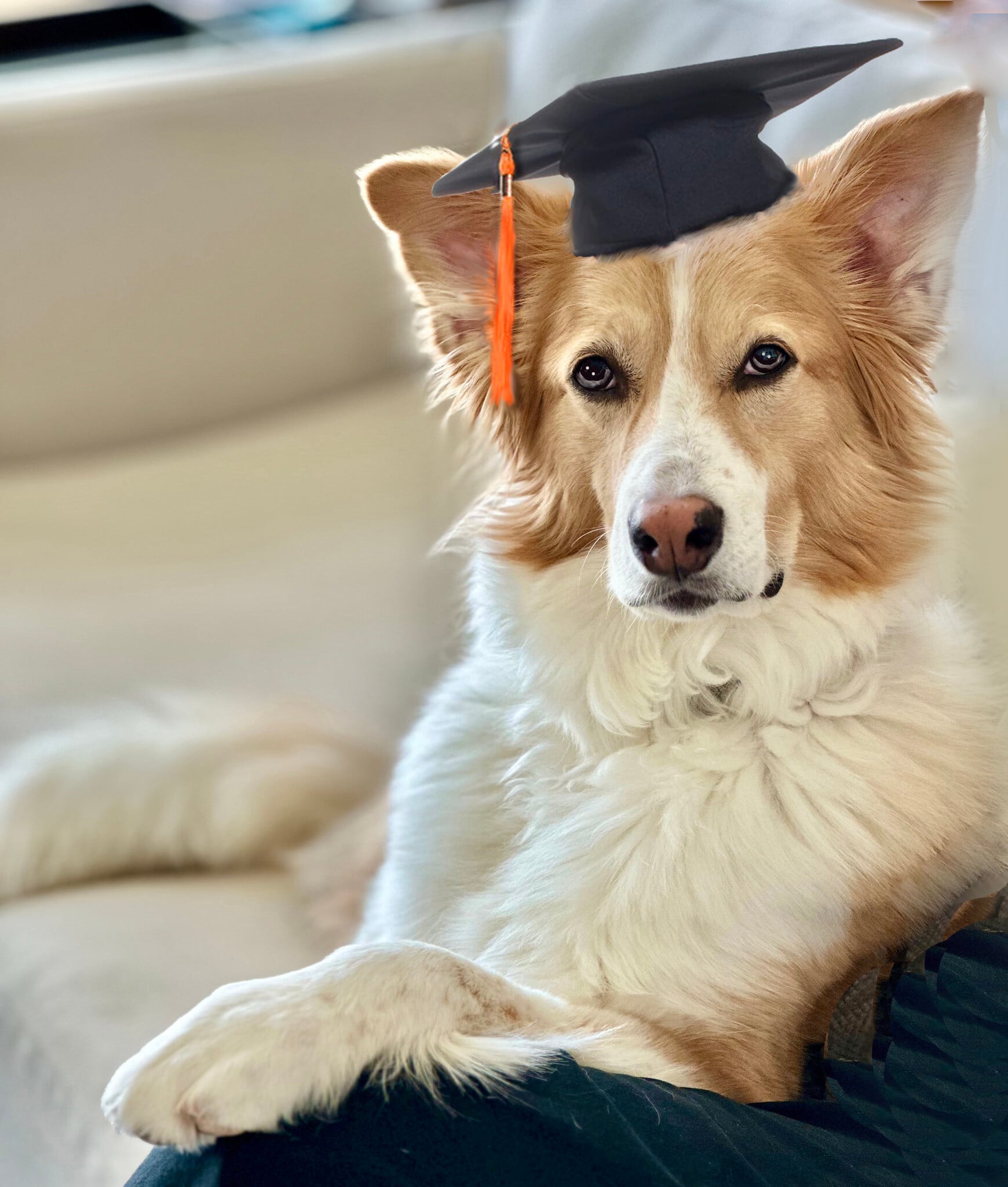 Israeli researcher finds that by eavesdropping, 'genius' dogs learn ...