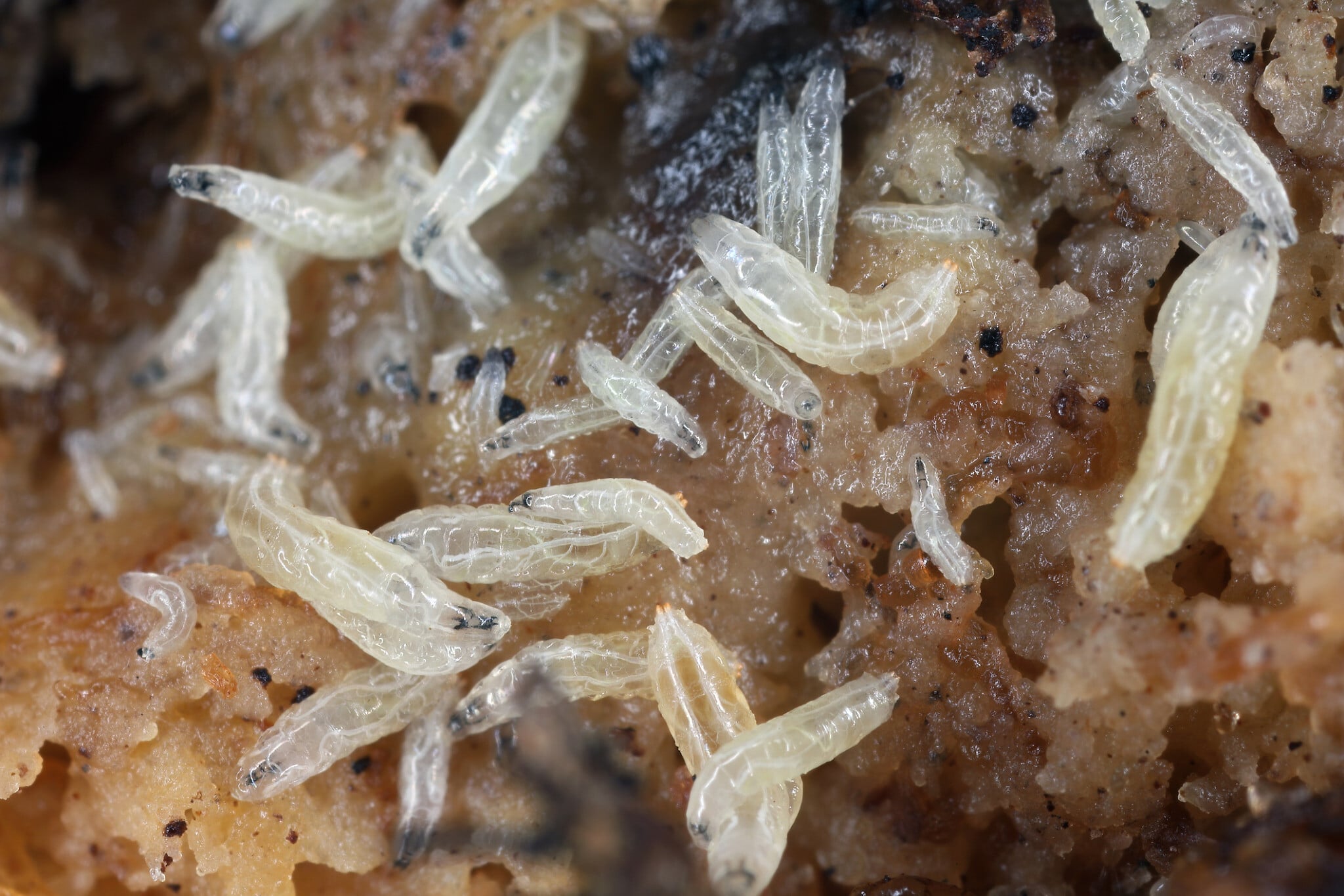 Fruit fly study, almost wrecked by Iran, claims to uncover key to ...