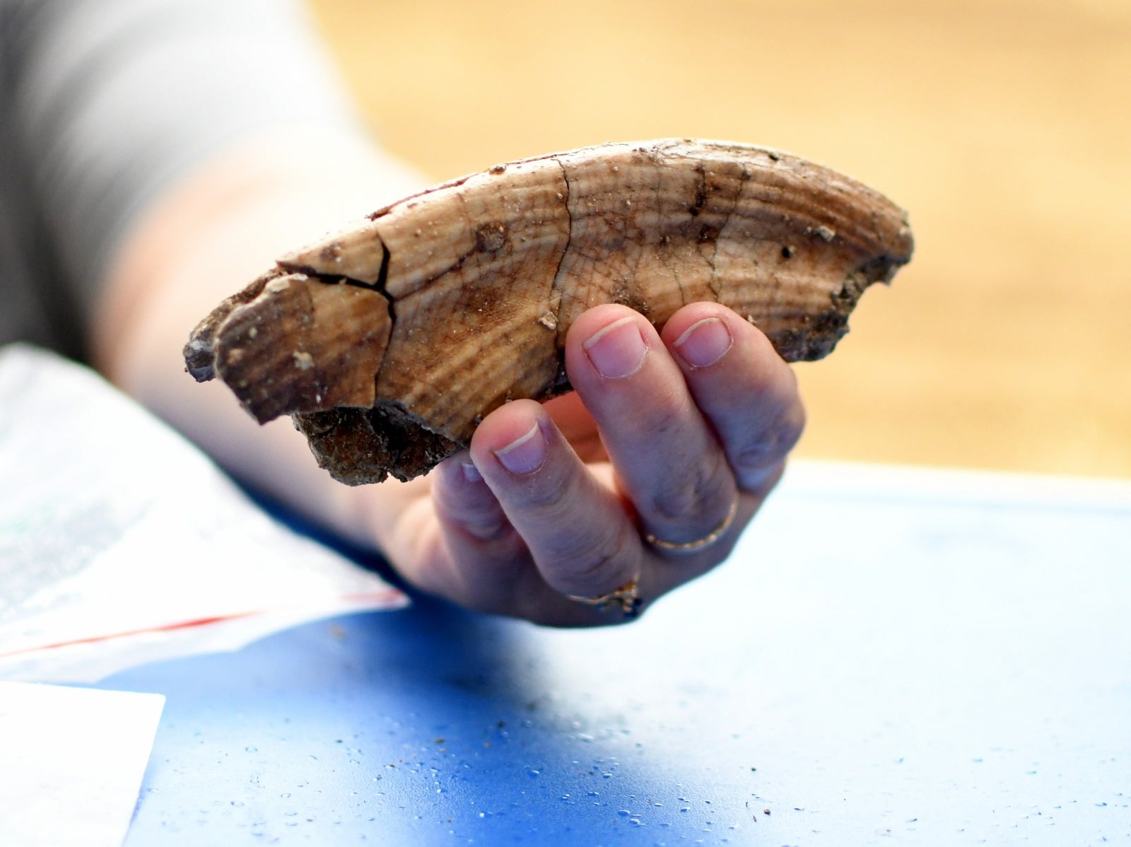 New study puts hominins in Israel 1.9 million years ago, rewriting ...