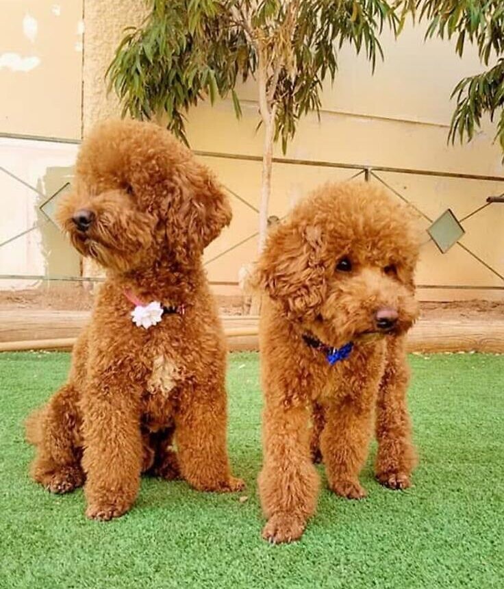 Family fundraises for poodles badly hurt in Iranian missile attack ...