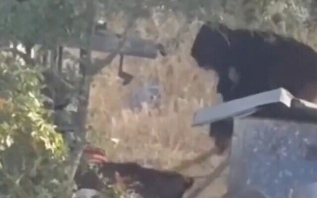 Settler filmed clubbing dog to death in central West Bank Palestinian ...