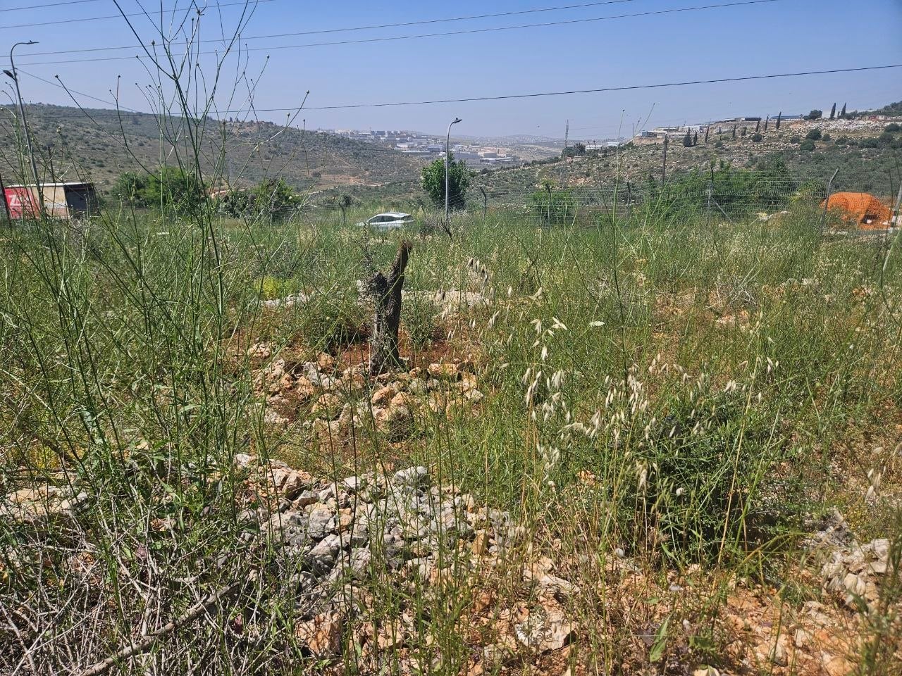 Citing security, IDF appears to sharply accelerate uprooting of West ...