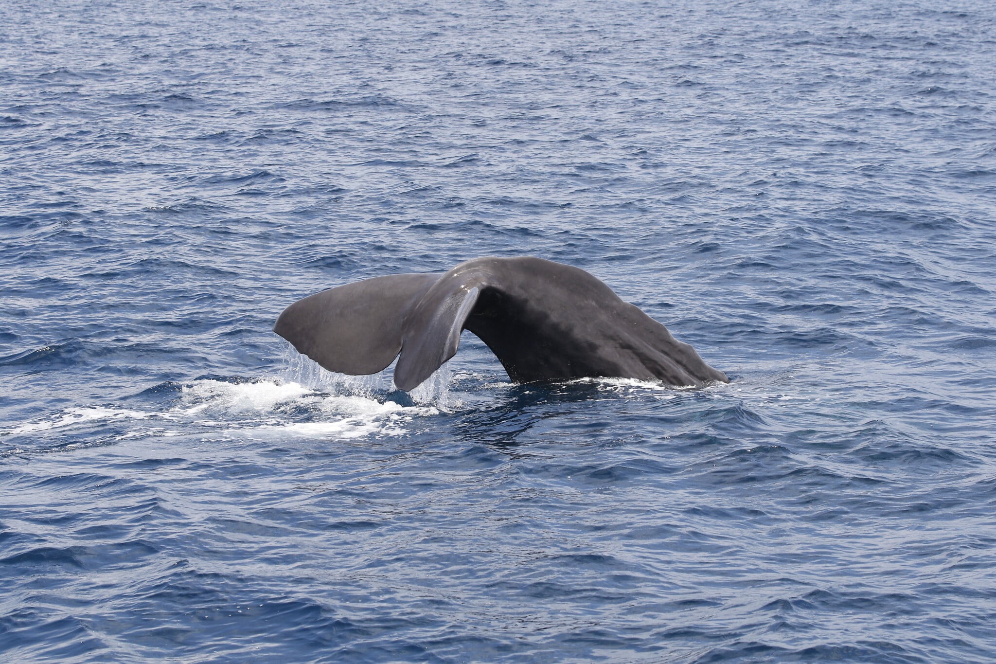 Haifa University researchers spot two rare sperm whales off southern ...