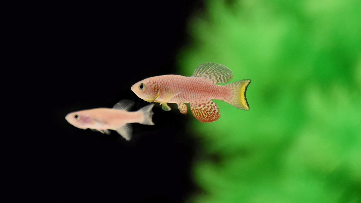 Live fast, die young: Israeli scientists link rapid-growth gene to ...